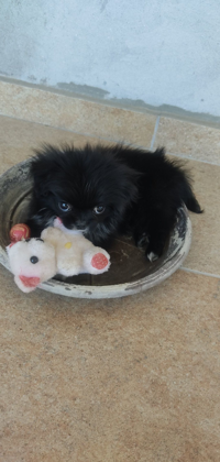 alo bre Meme Sound Effect - Voicy