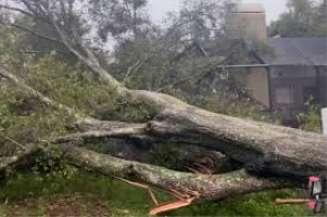 Tree Falling Down Fast Meme Sound Effect - Voicy