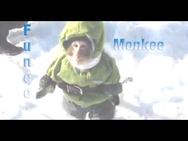 i9bonsai - funee monkee gif (Music Video) Meme Sound Effect - Voicy