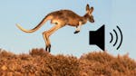 Kangaroo Sounds and Sound Effects - Voicy