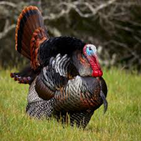 Turkey Hen sound Meme Sound Effect - Voicy