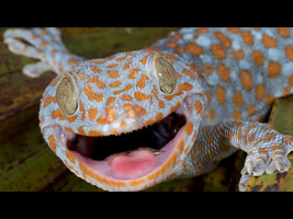 Tokay Gecko Effect Meme Sound Effect - Voicy