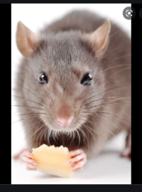 7 foot rat, rats along his rats Sound Clip - Voicy