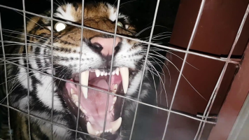 tiger roar Meme Sound Effect - Voicy