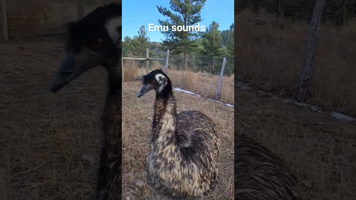 Emu Sound Effect Meme Sound Effect - Voicy