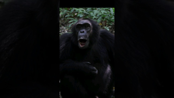 Chimpanzee Sound 12 Meme Sound Effect - Voicy