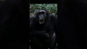 Official Chimpanzee Soundboard - Voicy