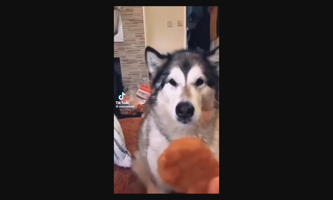 Pliz like Meme Sound Effect - Voicy