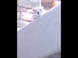 Rat Scream Meme Sound Effect - Voicy
