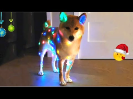 Deck the Doge Meme Sound Effect - Voicy