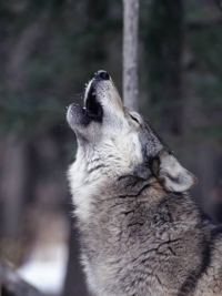 Wolf howl Meme Sound Effect - Voicy