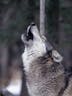 Wolf Sounds and Sound Effects - Voicy
