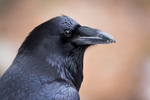 Raven Laugh Meme Sound Effect - Voicy