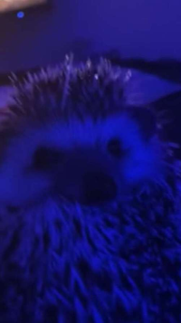 Scared Meme Sound Effect - Voicy