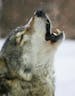Official Wolf Howling Sound Effects Soundboard - Voicy