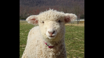 Happy Baaa!! Meme Sound Effect - Voicy