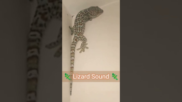 Gecko Sounds Sounds and Sound Effects - Voicy