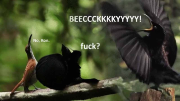 Where's Becky? Meme-lydeffekt - Voicy