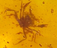 Amber Alert Sounds and Sound Effects - Voicy