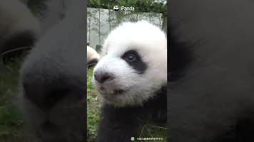 Baby Panda's Screaming Meme Sound Effect - Voicy