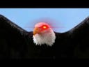 Eagle Sounds and Sound Effects - Voicy