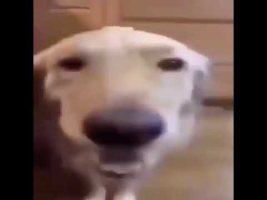 Butta dog Meme Sound Effect - Voicy