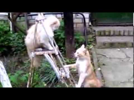 shahor lav Meme Sound Effect - Voicy