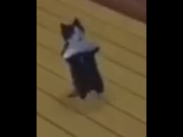 KITTY HELLIXOPITER aka intense-only you Meme Sound Effect - Voicy