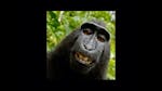 GOOFY AHH MONKEY Meme Sound Effect - Voicy