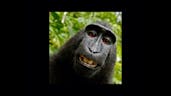 GOOFY AHH MONKEY Meme Sound Effect - Voicy