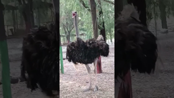 Ostrich 19 Meme Sound Effect - Voicy