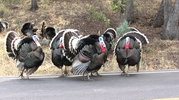 Turkey Scary Sound Meme Sound Effect - Voicy