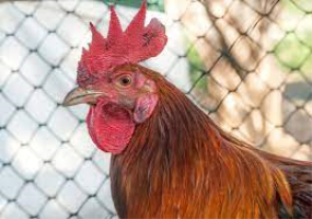 Chicken BeatBox Meme Sound Effect - Voicy