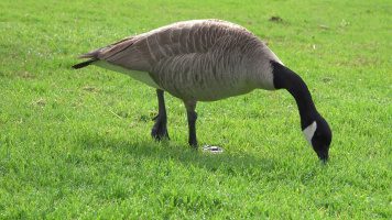 Gandy Goose Meme Sound Effect - Voicy