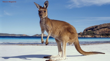 kangaroo Sounds Meme Sound Effect - Voicy