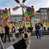 Alweer Een Winnaar Meme Sound Effect - Voicy