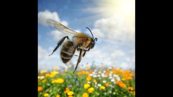 Many Bees Buzz Meme Sound Effect - Voicy