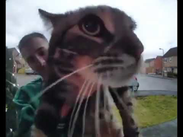 MEOWWWWW Meme Sound Effect - Voicy