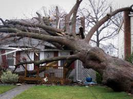 Tree Falling Down Meme Sound Effect - Voicy