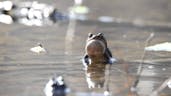 Amphibian Sounds and Sound Effects - Voicy