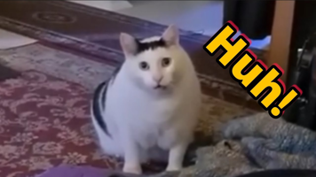 huh cat Meme Sound Effect - Voicy
