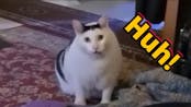 huh cat Meme Sound Effect - Voicy