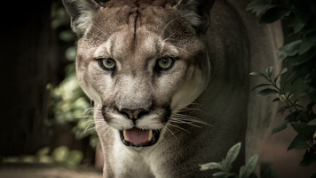 Mountain Lion Sounds and Sound Effects - Voicy