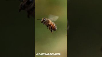 Bee Hive Buzzing Meme Sound Effect - Voicy