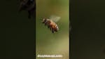 Official Bee Sound Effects Soundboard - Voicy