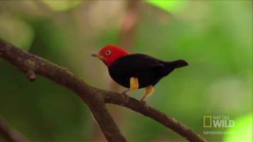 Let Me Show You How Gracious I Can Be Meme Sound Effect - Voicy