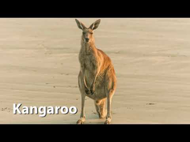 Kangaroo Sound Effect Meme Sound Effect - Voicy