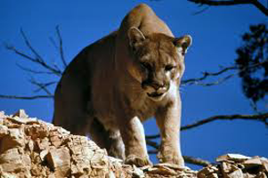 Mountain Lion Sounds and Sound Effects - Voicy