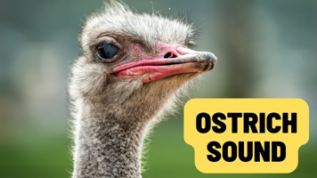 Ostrich 17 Meme Sound Effect - Voicy