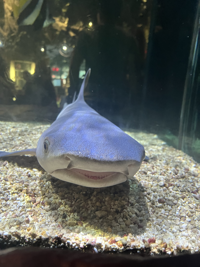 suckie suckie Meme Sound Effect - Voicy